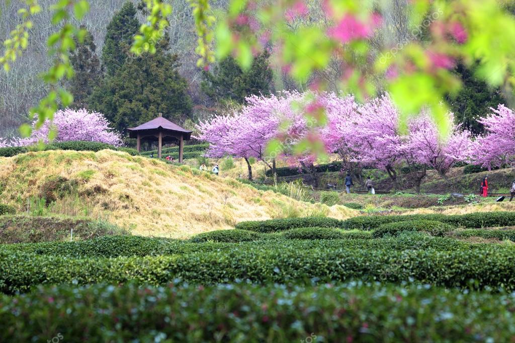 Beautiful Sakura Garden in Wuling Farm Taiwan – Stock Editorial Photo ...