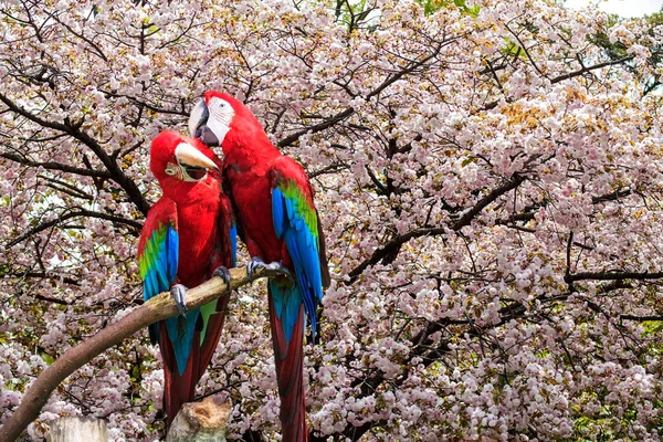 Spring Love Birds Wallpaper