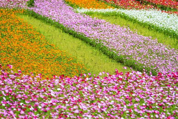 Flowerfarm Stock Photos, Royalty Free Flowerfarm Images | Depositphotos