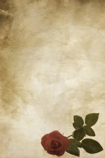 Old paper background, vintage rose — Stock Photo © Irochka #5118738
