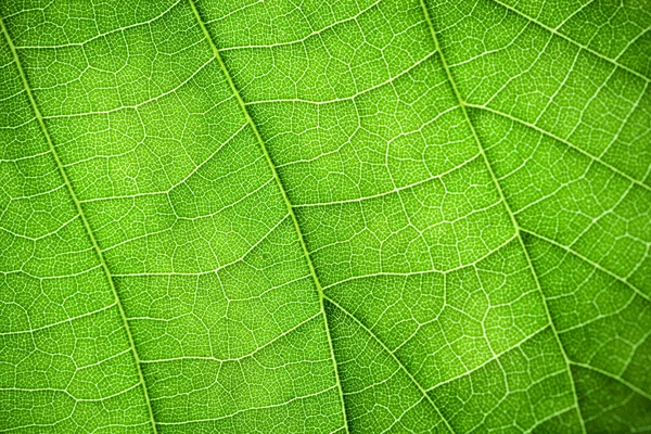 46,897 Nature grid Stock Photos | Free & Royalty-free Nature grid ...