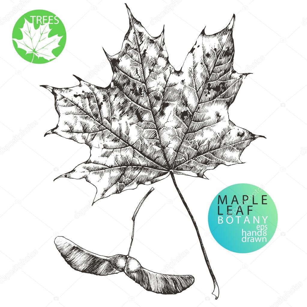 Maple Tree Seeds Drawing