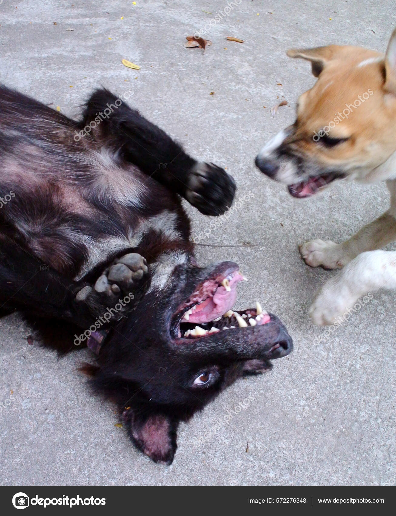 Two Dogs Play Together Happiness — Stock Photo © beach boy 2024 #572276348