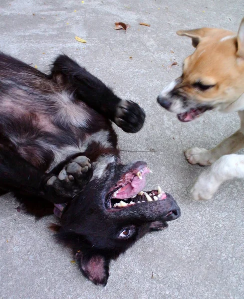 Group Of Angry Dogs