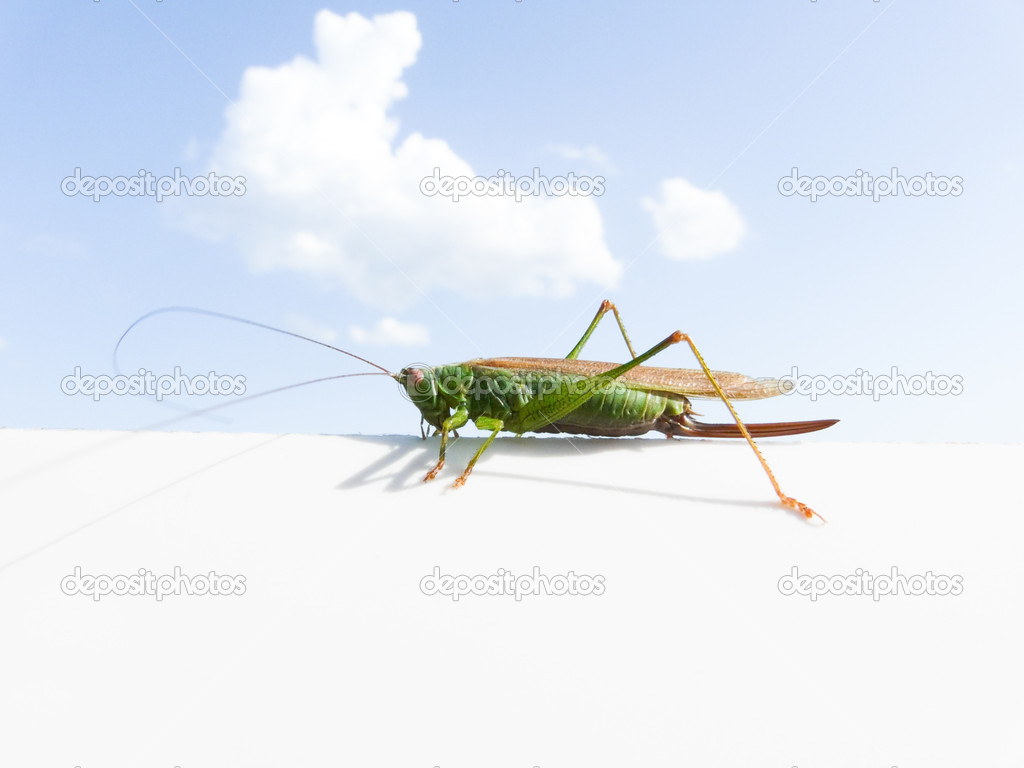 Insect isolated on white — Stock Photo © totolekoala #16321243