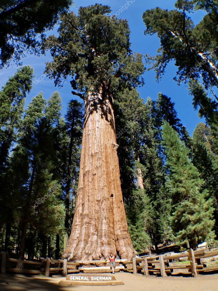 El General Sherman es un árbol de secuoya gigante localizado en el ...