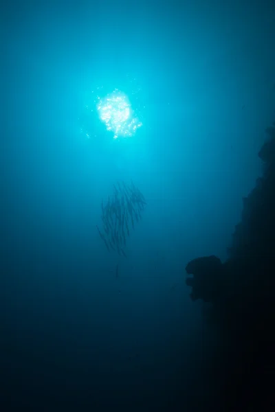 Underwater bahamas Stock Photos, Royalty Free Underwater bahamas Images ...