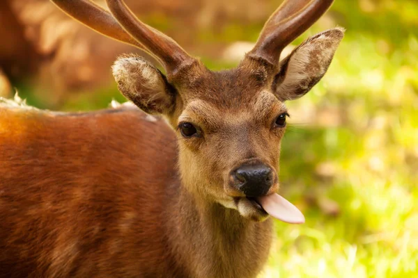 Chevreuil drole images libres de droit, photos de Chevreuil drole ...