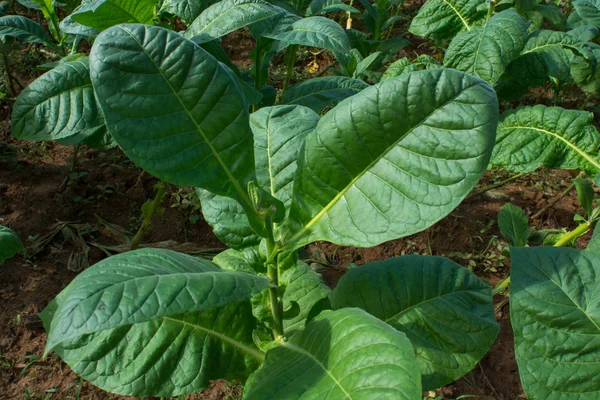 Tabaco en planta Stock Photos, Royalty Free Tabaco en planta Images ...
