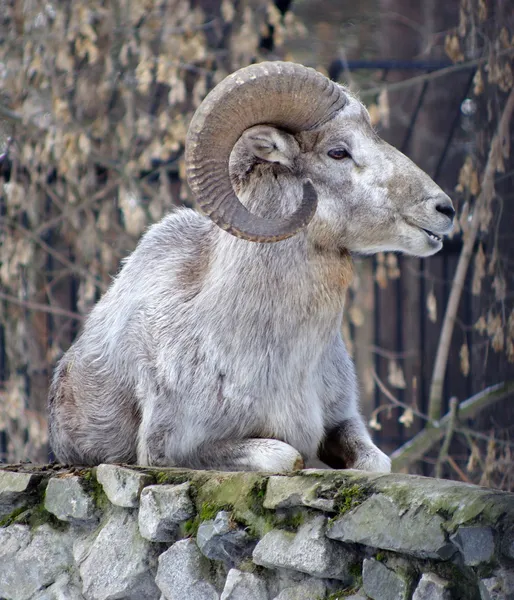 Argali sheep Stock Photos, Royalty Free Argali sheep Images | Depositphotos
