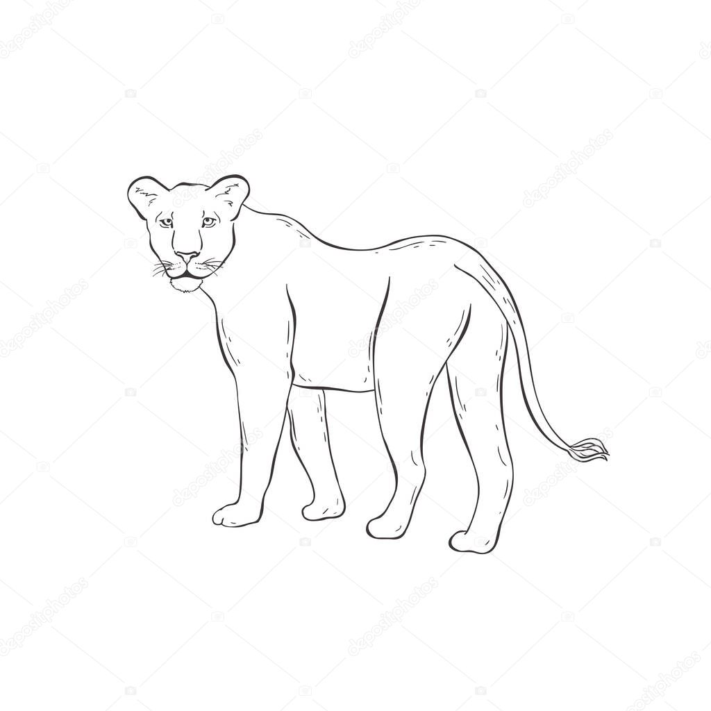 Leona sobre fondo blanco. Vector . Vector de Stock de ©nuraschka 570157218