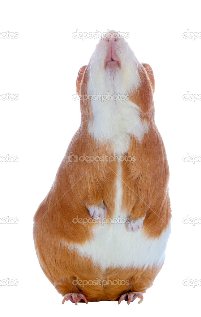 Pig Standing Up Hind Legs