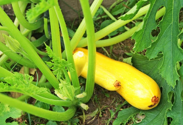 Marrows Stock Photos, Royalty Free Marrows Images | Depositphotos