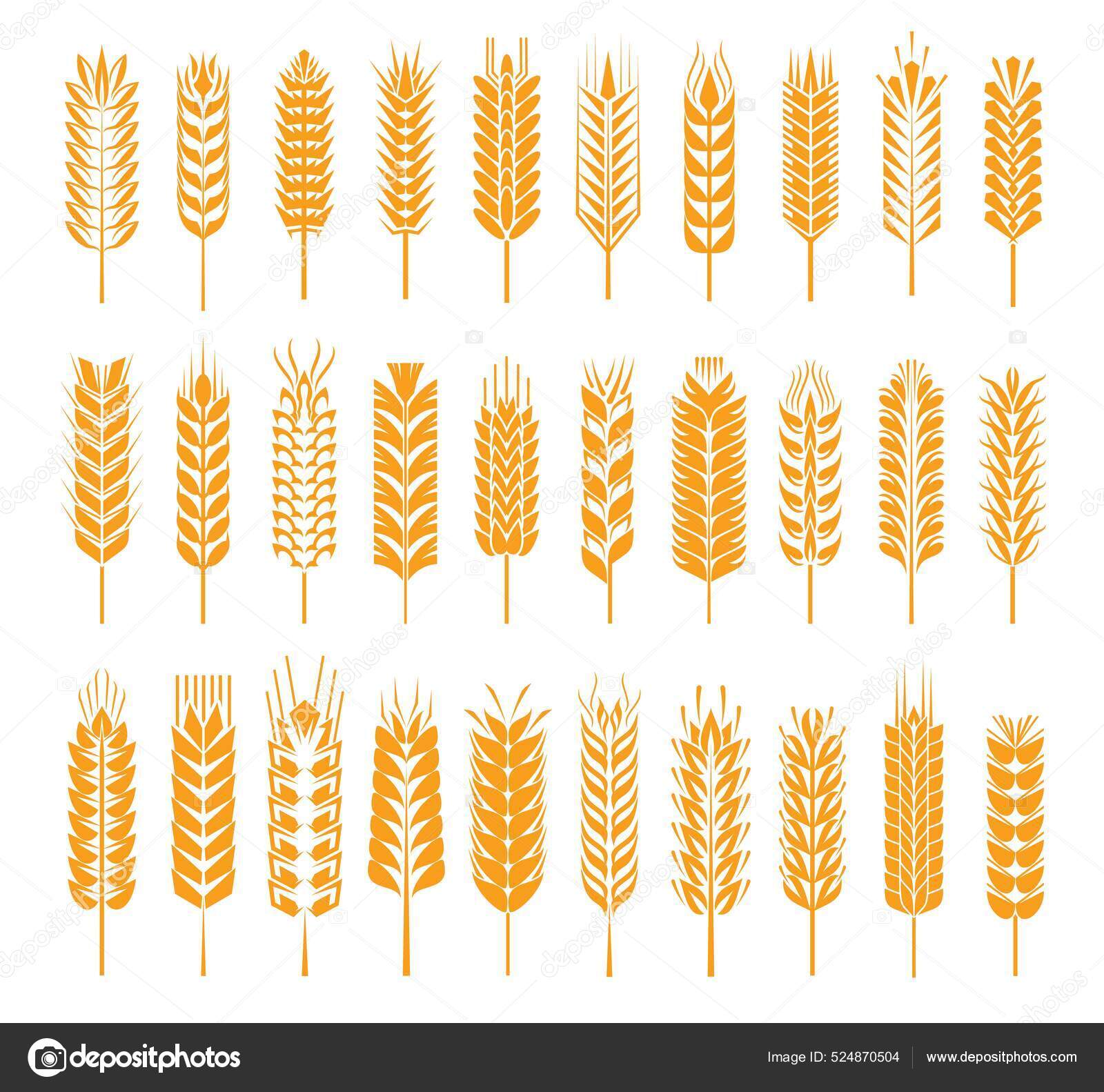 Wheat Rye Barley Rice Millet Cereal Ear Spike Icons Vector Stock Vector ...