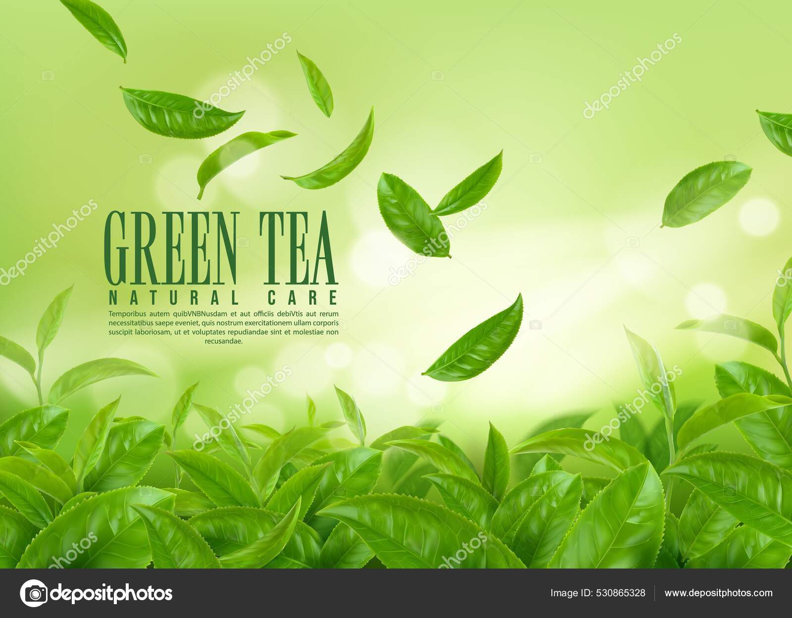 Perkebunan Teh Hijau Herbal Jatuh Daun Teh Latar Belakang Produk Vektor ...