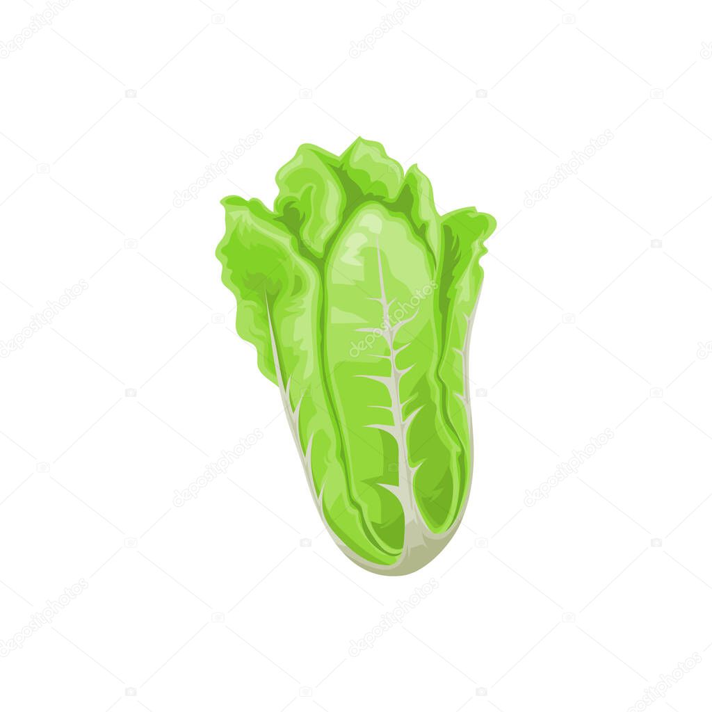 Repollo de Pekín aislado lechuga Romaine icono 3D realista. Vector ...