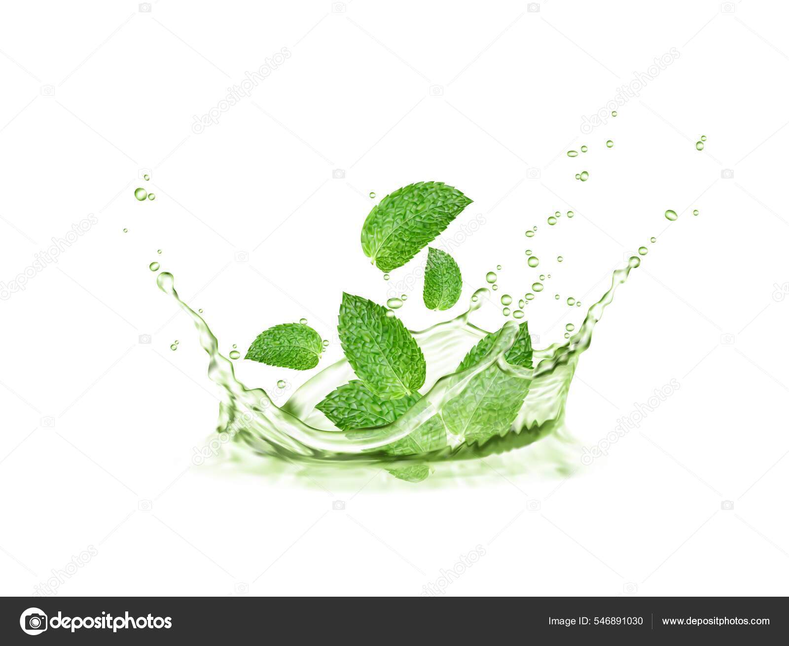 Percikan Teh Herbal Mahkota Dengan Daun Mint Dan Gelombang Air Vektor ...