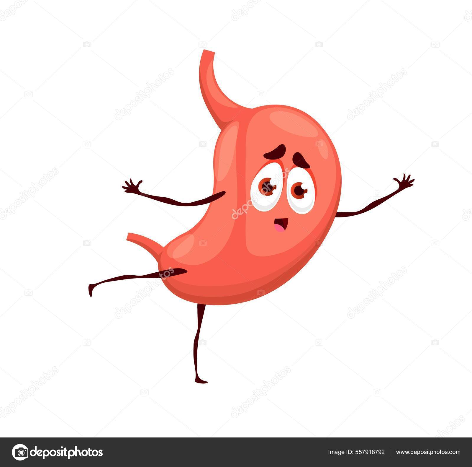 Human Funny Cartoon Stomach Character Isolated Vector Mascot Anatomy ...