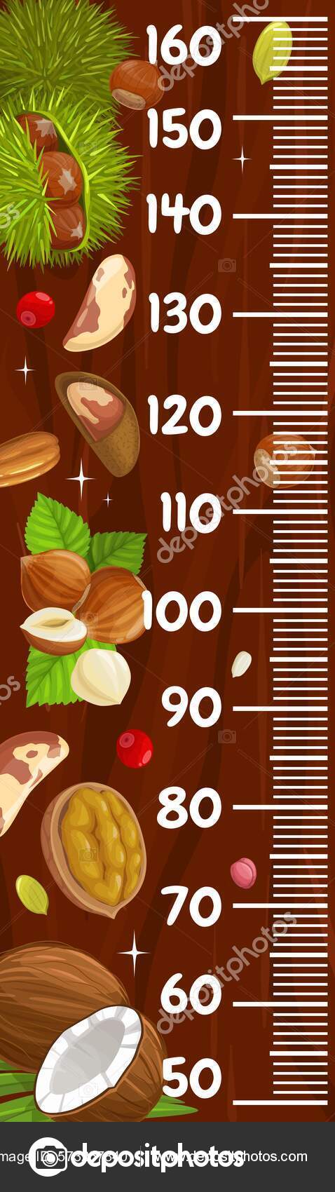 Kids Height Chart Ruler Cartoon Nuts Vector Growth Meter Hazelnut Stock ...