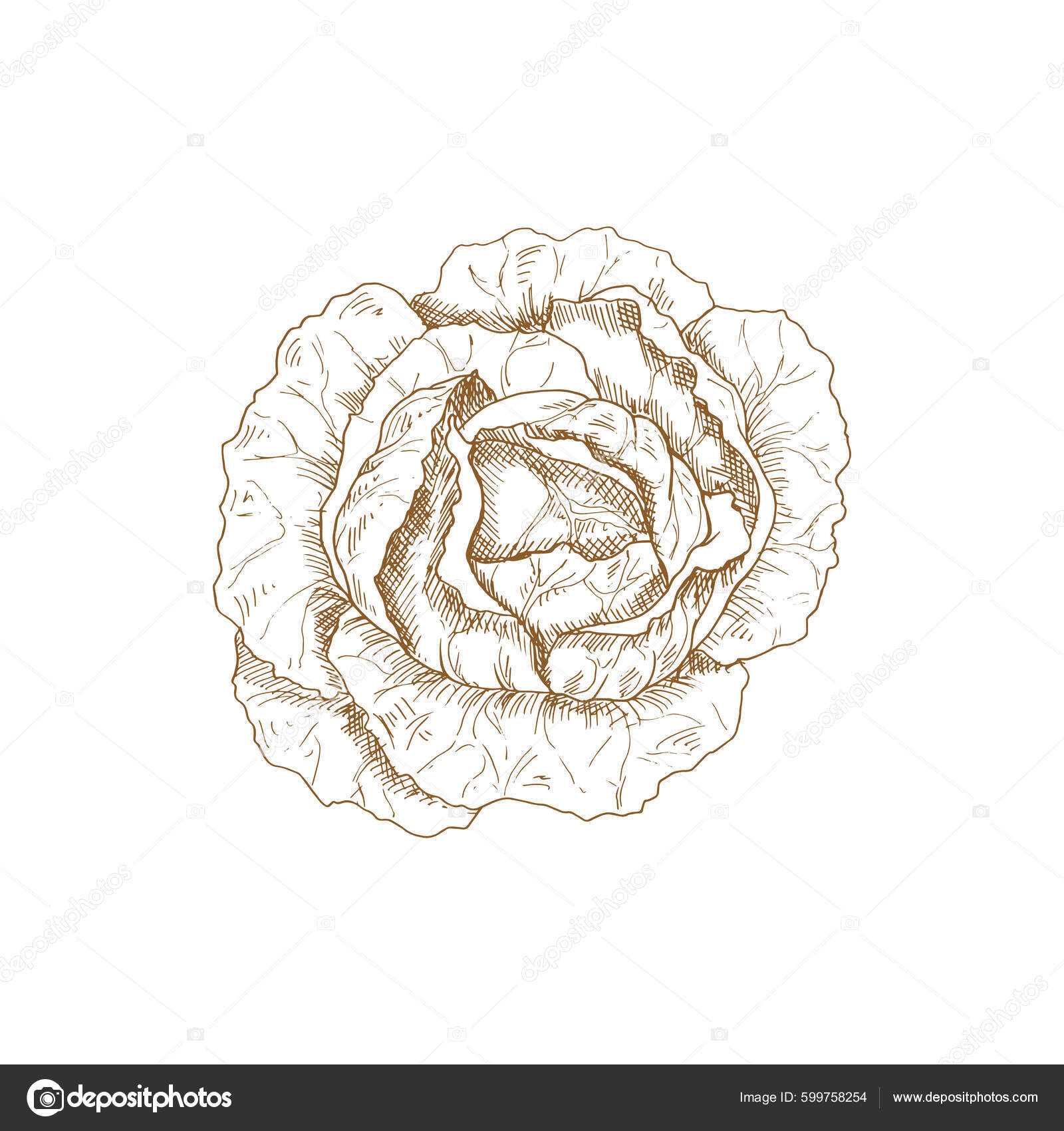 Cabbage Head Isolated Monochrome Sketch Vector Vegetable Healthy ...