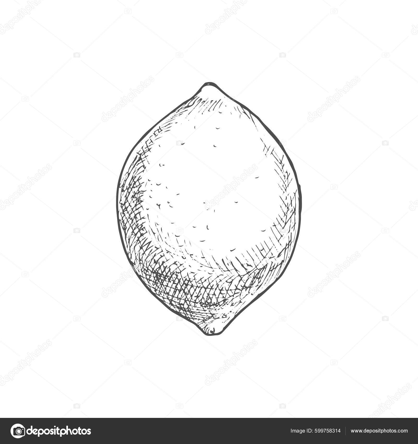 Lemon Fruit Sketch Vector Isolated Whole Organic Natural Lemon Lime Stock Vector by ©Seamartini ...
