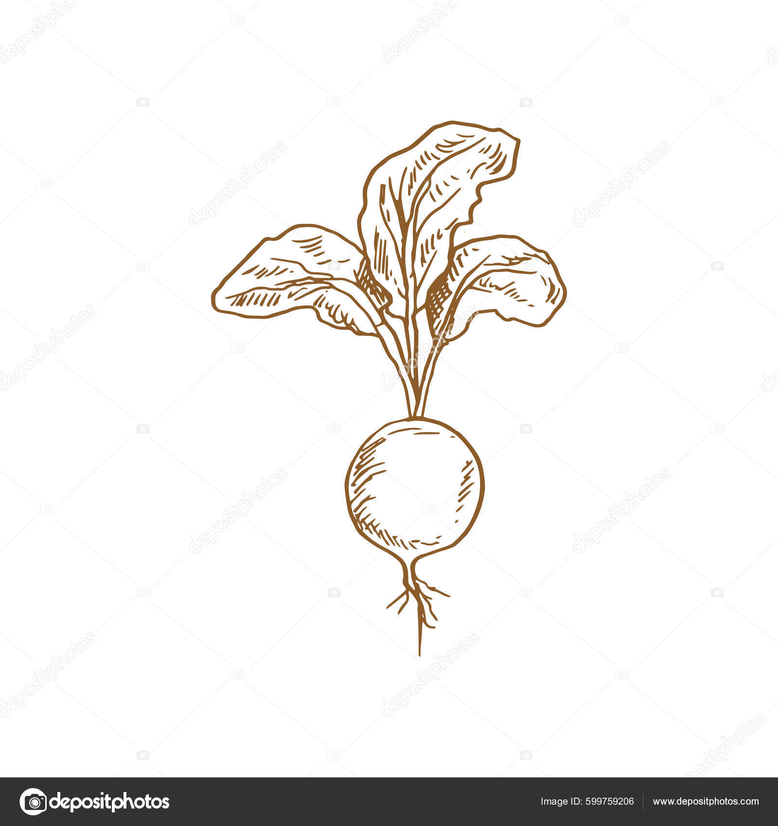 Radish Vegetable Vector Sketch Botanical Design Raphanus Raphanistrum ...