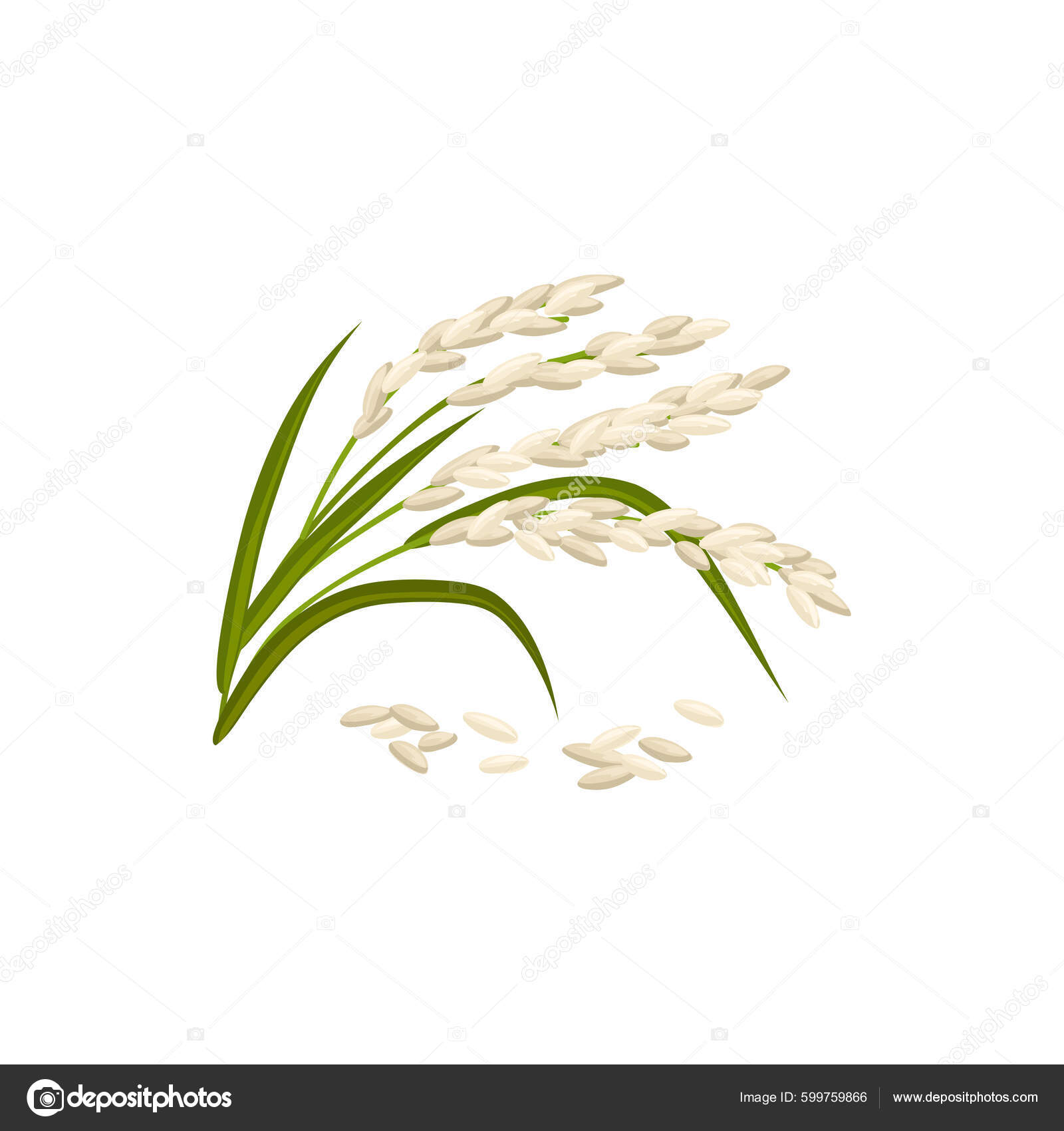 Paddy Rice Isolated Green Plant Seeds Vector White Cereal Grains Stock ...