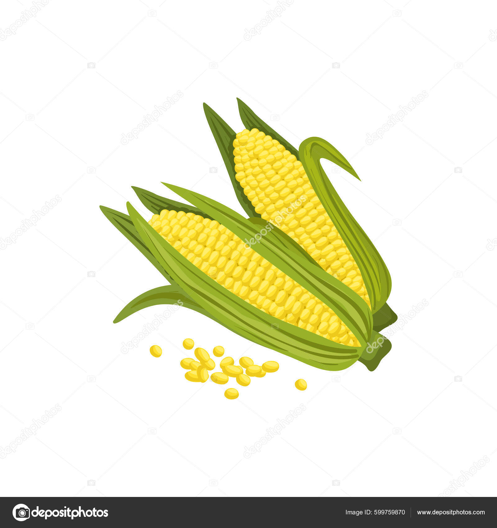 Corn Cobs Maize Grains Isolated Vector Sweetcorn Corncobs Vegetarian ...