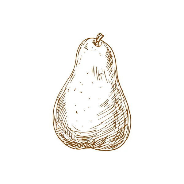 12,524,138 vectores de Pera para colorear, imágenes vectoriales | Depositphotos