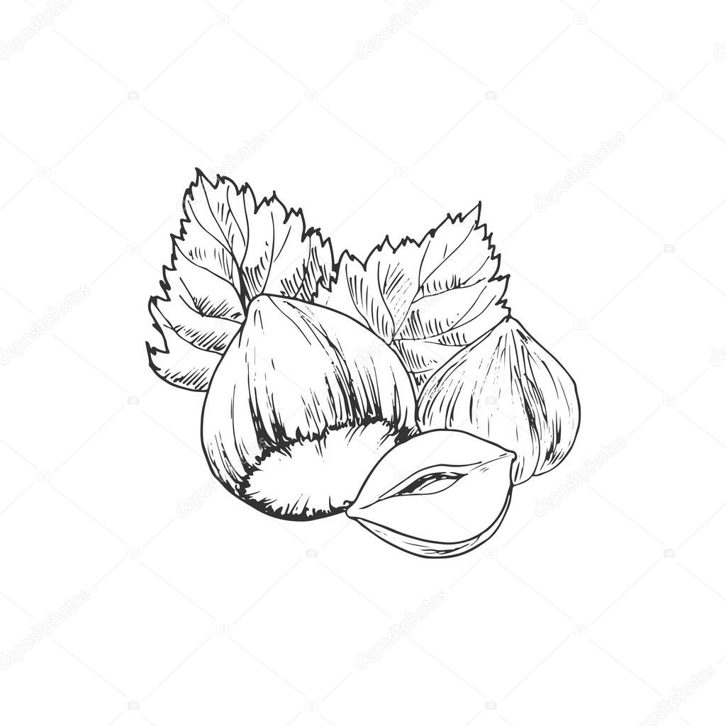 Hazelnut Leaves Isolated Monochrome Sketch Vector Fresh Roasted Forest ...