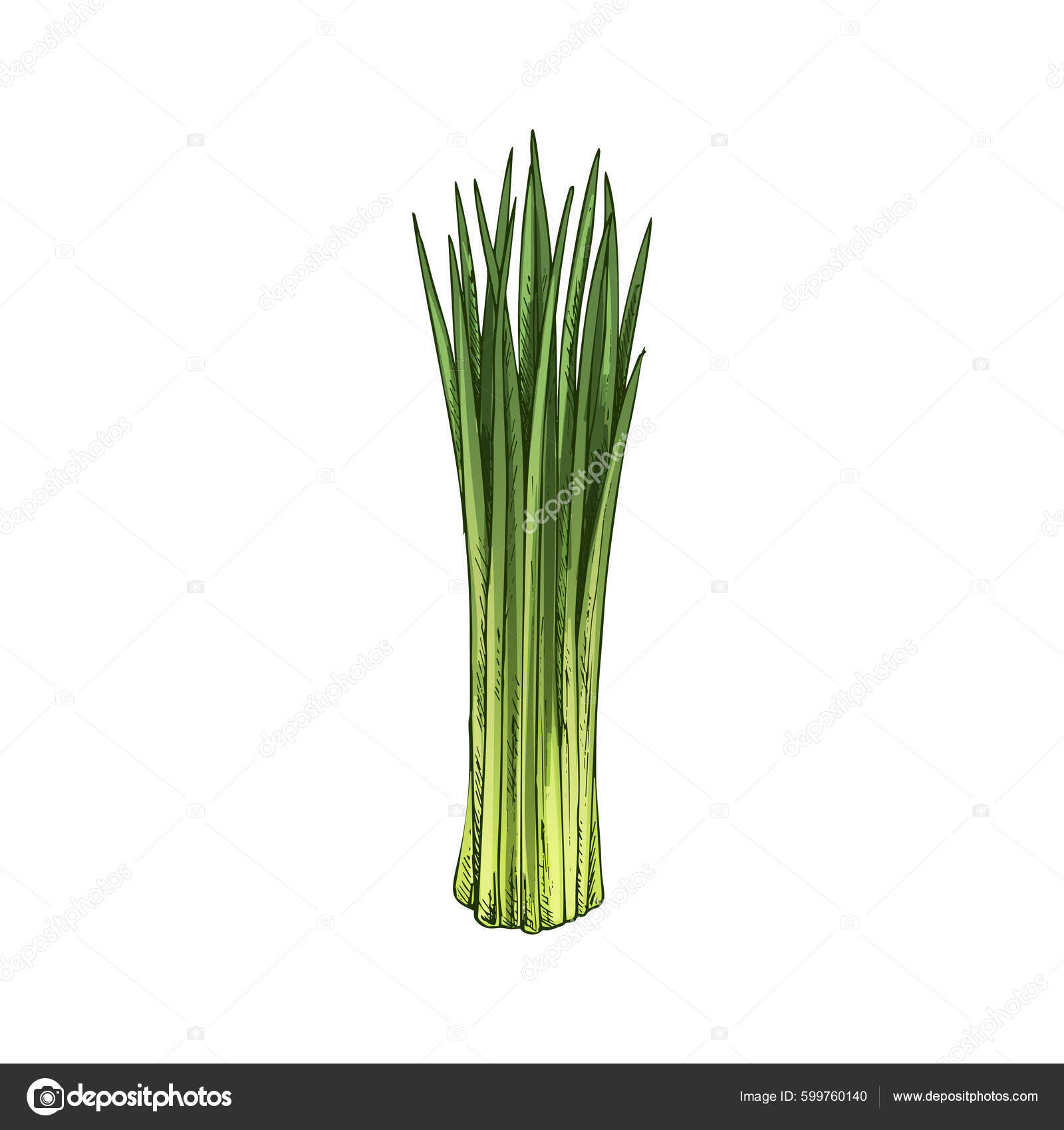 Chives Spring Onion Isolated Green Plant Vector Raw Organic Vegetable ...