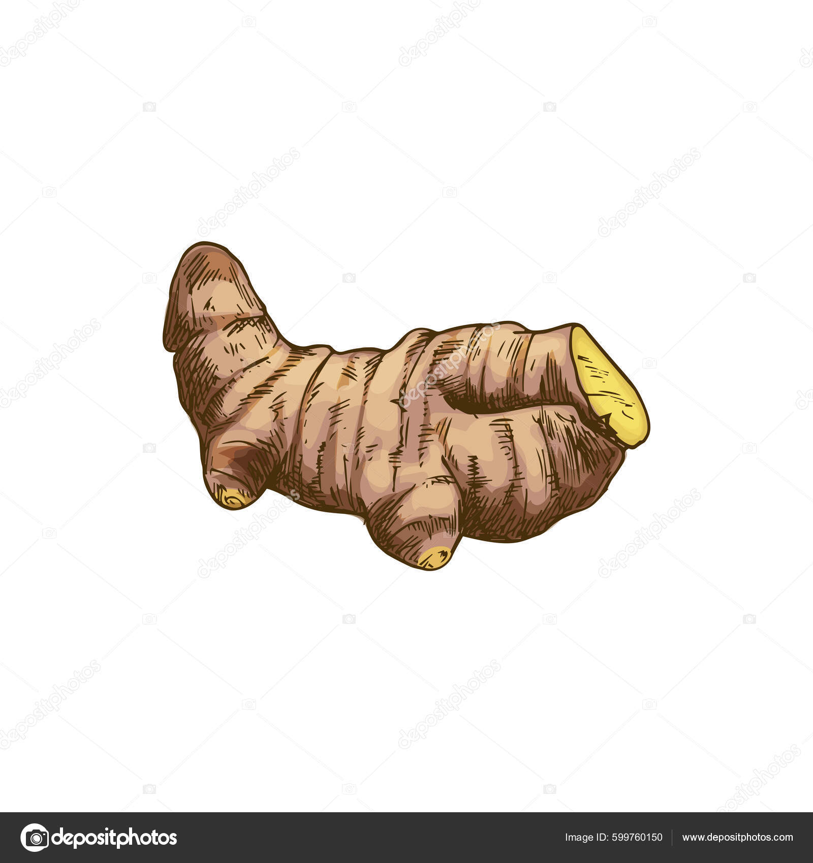 Culinary Root Ginger Isolated Fragrant Condiment Sketch Vector Rhizome ... Culinary Root Ginger Isolated Fragrant Condiment Sketch Vector Rhizome ...