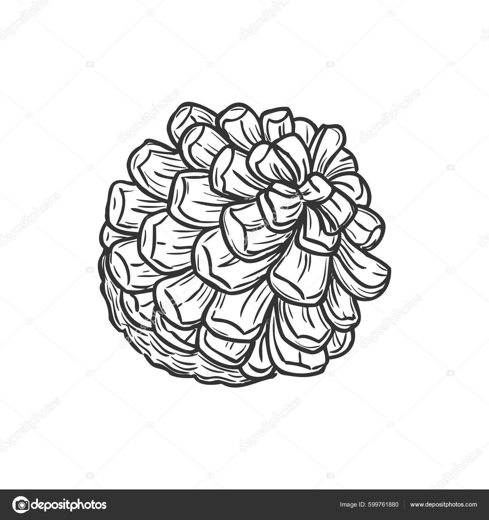 Pine Cone Pen Drawing