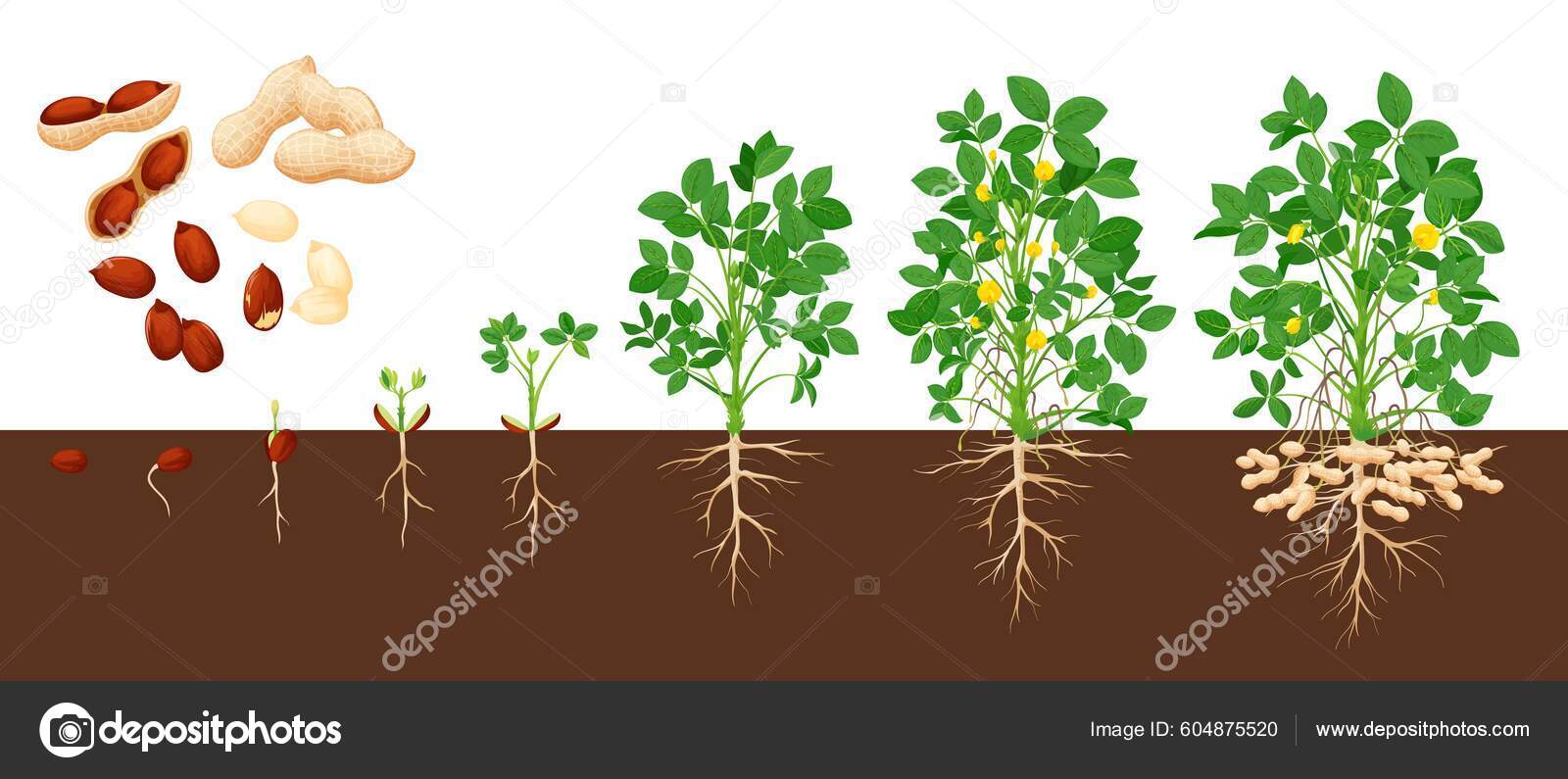 Peanut Growth Stages Vector Groundnut Growing Process Timeline Grain ...
