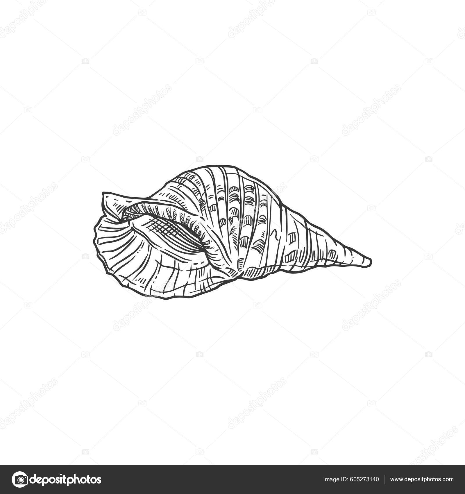 Sketch Sea Shell Vector Conch Engraved Marine Clam Shellfish Caribbean ...