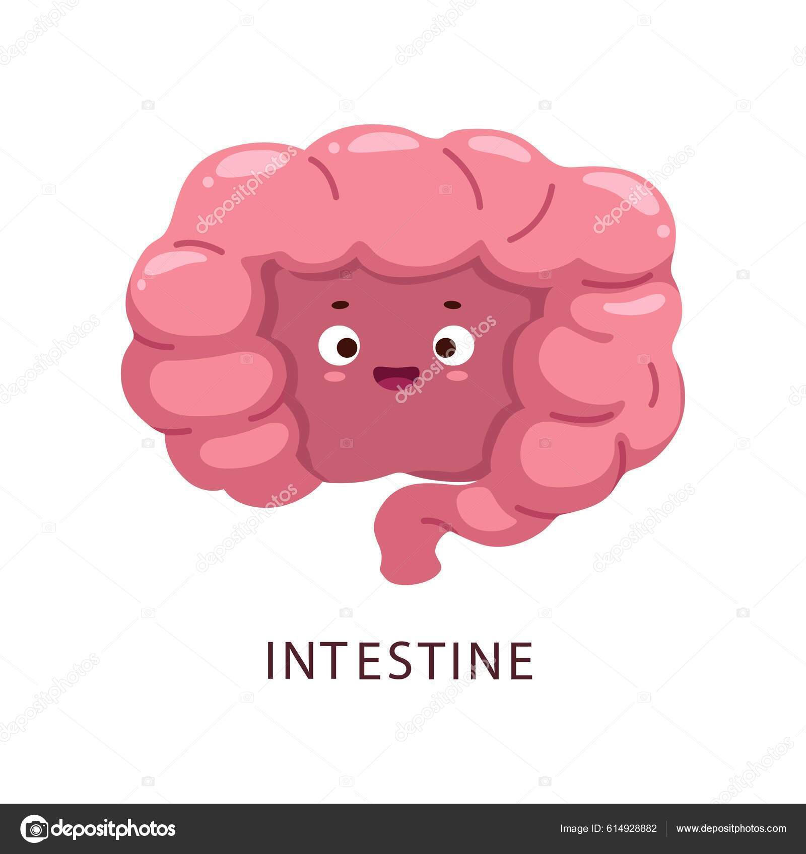 Tegnefilm Tarm Menneskelige Organ Karakter Vektor Anatomi ...