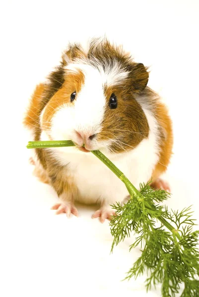 Guinea Pig Stock Photo by ©hunor83 19303291