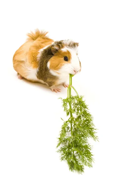 Guinea Pig Stock Photo by ©hunor83 19303291
