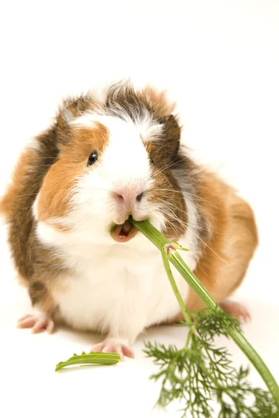 Guinea Pig Stock Photo by ©hunor83 19303291