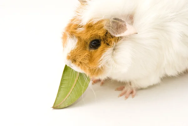 Guinea Pig Stock Photo by ©hunor83 19303291