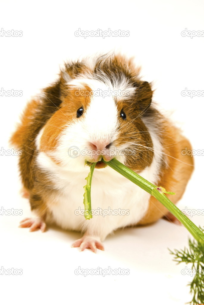 Guinea Pig Stock Photo by ©hunor83 19303291