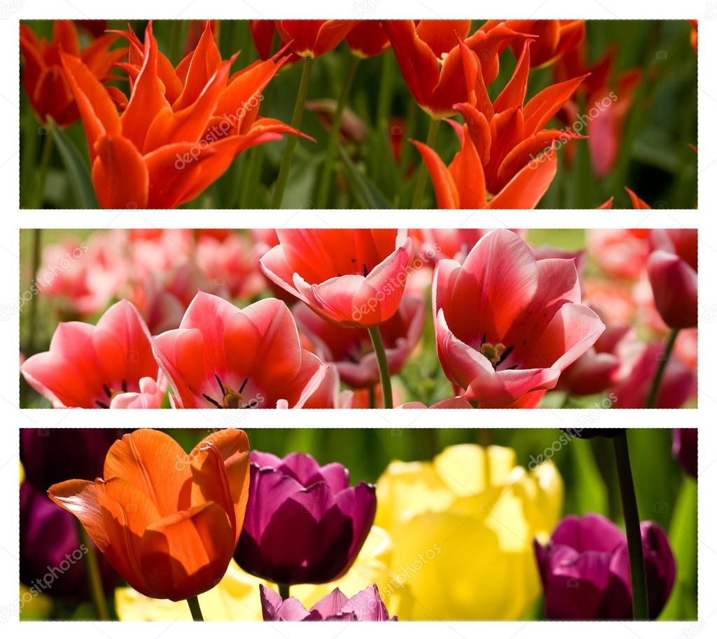 Collage from Different Colored Tulips Stock Photo by ©hskoken 41202623
