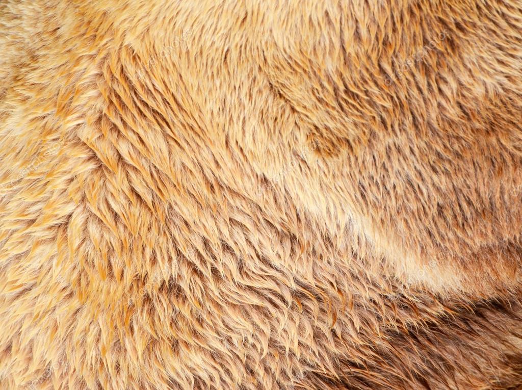 Bear fur texture — Stock Photo © Alexis84 #22325771