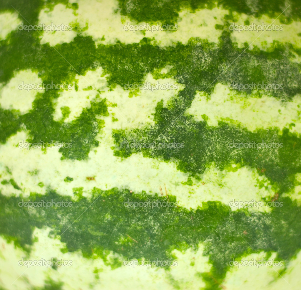Texture watermelon — Stock Photo © Alexis84 #30506387