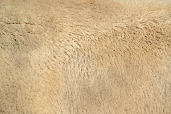 Dirty fur Stock Photos, Royalty Free Dirty fur Images | Depositphotos