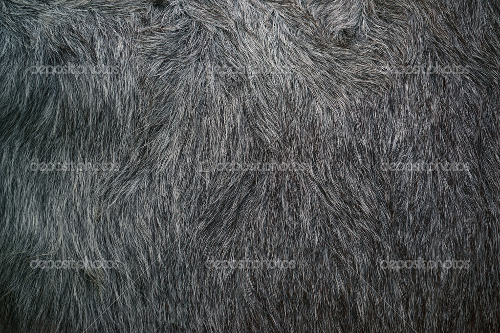 Buffalo fur texture — Stock Photo © Alexis84 #32669691