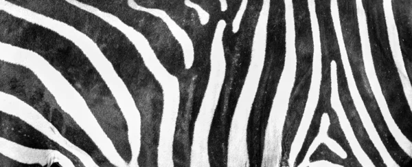 Zebra Skin Texture Pattern Background Stock Photo by ©onairjiw 214486722