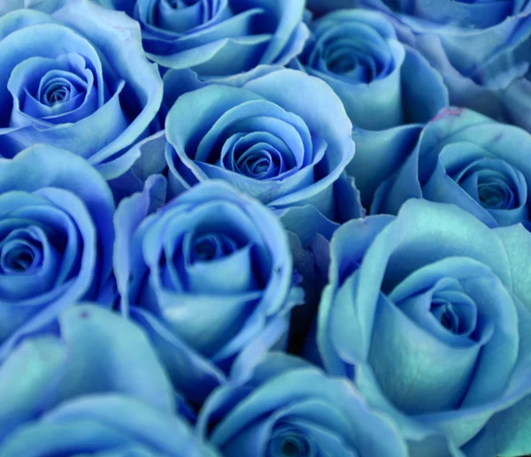 Blue roses Stock Photos, Royalty Free Blue roses Images | Depositphotos