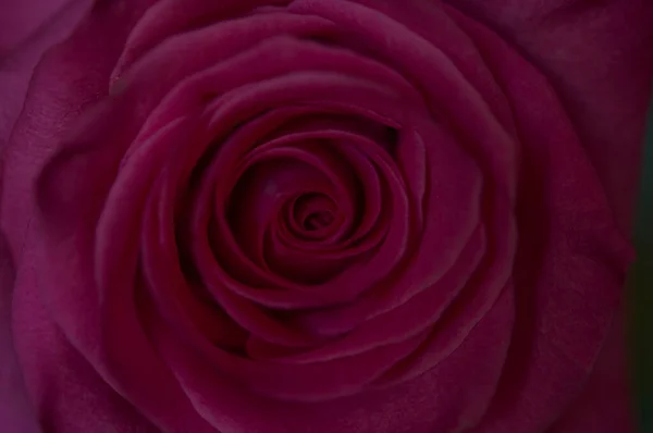 Rose texture Stock Photos, Royalty Free Rose texture Images | Depositphotos