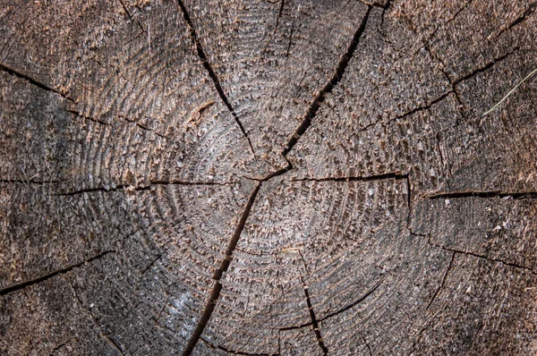 Dziennik struktura Stock Photos, Royalty Free Dziennik struktura Images ...